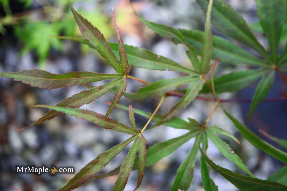 Buy Acer palmatum 'Peve Dave' Japanese Maple — Mr Maple │ Buy Japanese ...