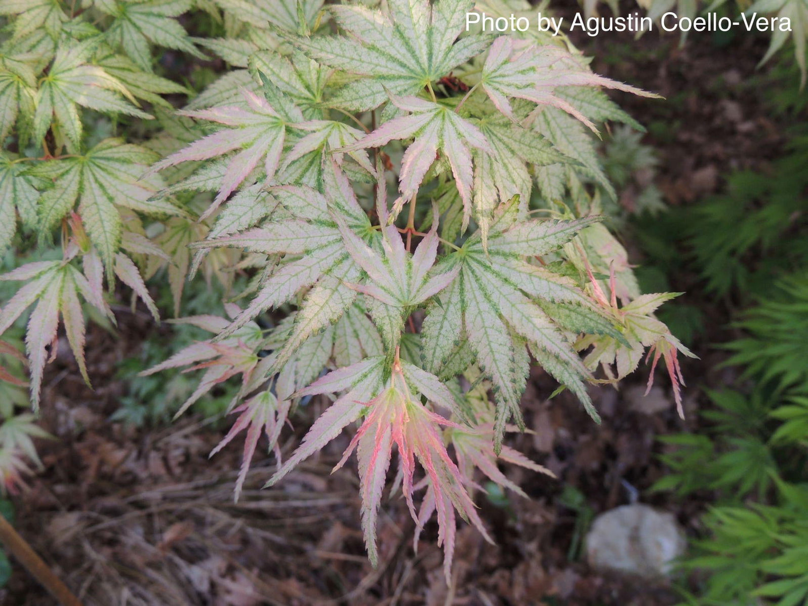 Buy Acer palmatum 'Peve Multicolor' Japanese Maple — Mr Maple │ Buy ...