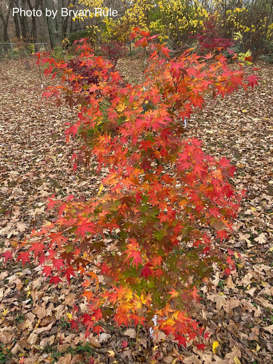 Buy Acer palmatum 'Peve Multicolor' Japanese Maple — Mr Maple │ Buy ...