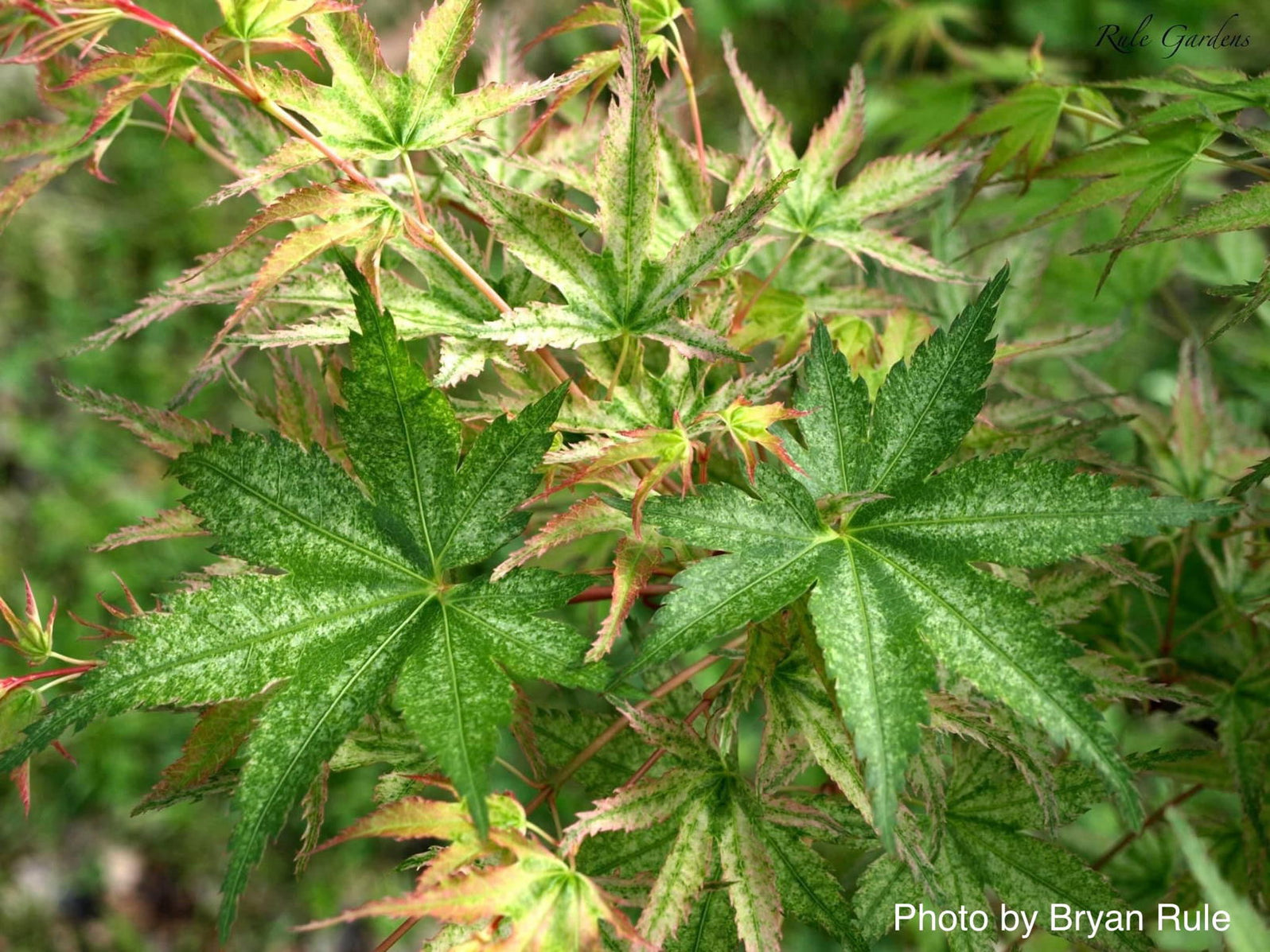 Buy Acer palmatum 'Peve Multicolor' Japanese Maple — Mr Maple │ Buy ...