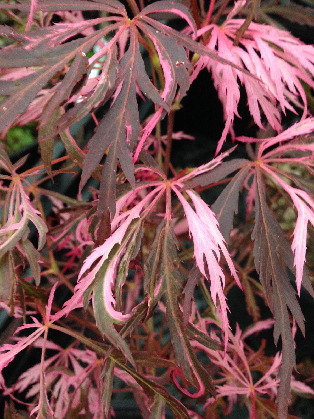 Buy Acer palmatum 'Pink Ballerina' Japanese Maple — Mr Maple │ Buy ...