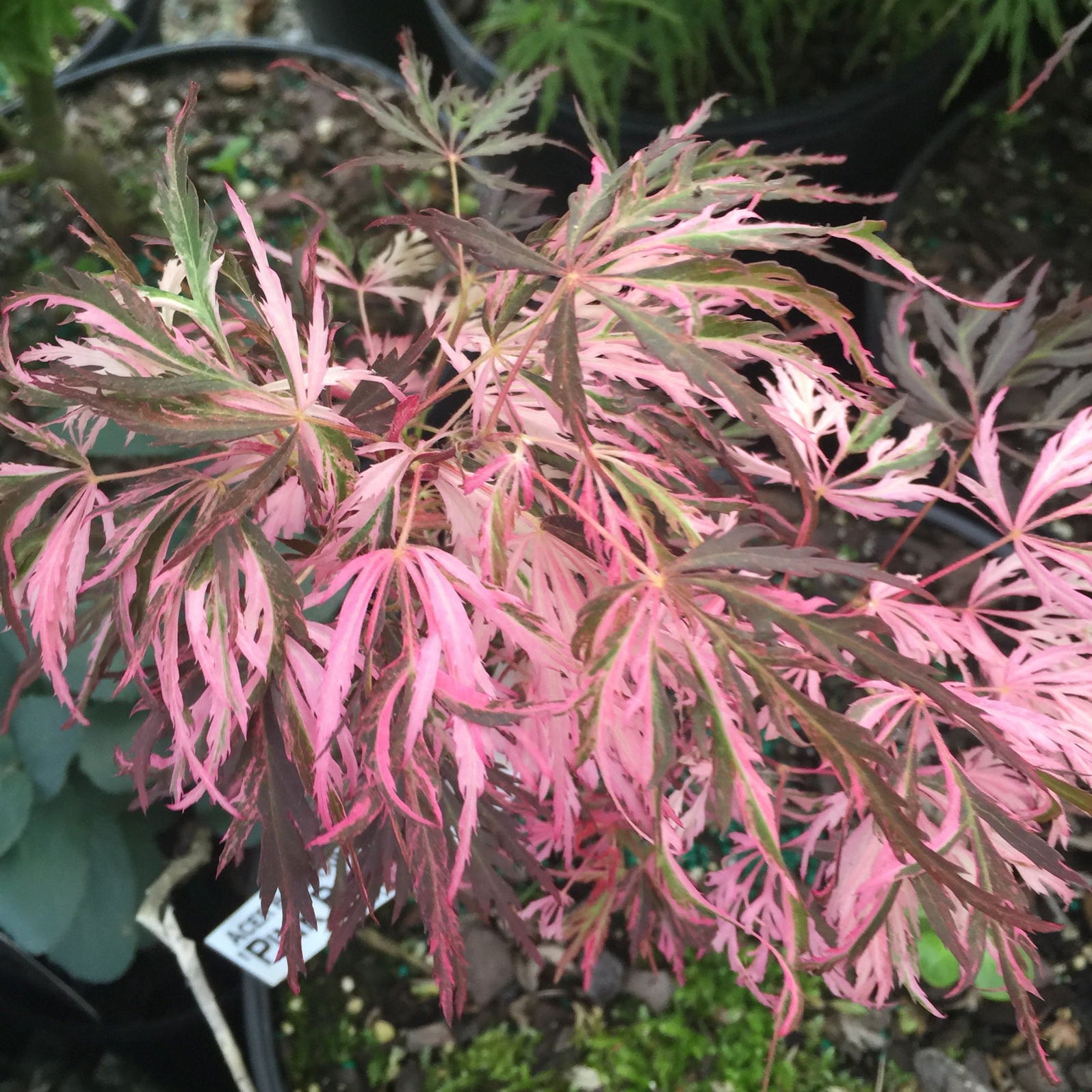 Buy Acer palmatum 'Pink Ballerina' Japanese Maple — Mr Maple │ Buy ...