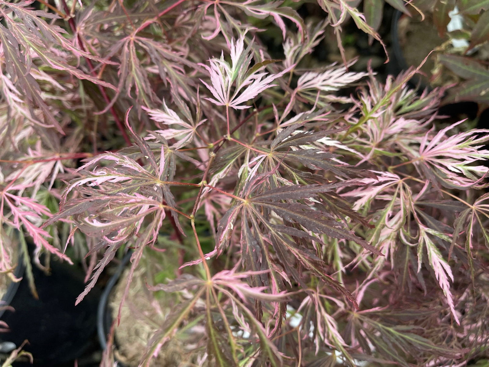 Buy Acer palmatum 'Pink Ballerina' Japanese Maple — Mr Maple │ Buy ...