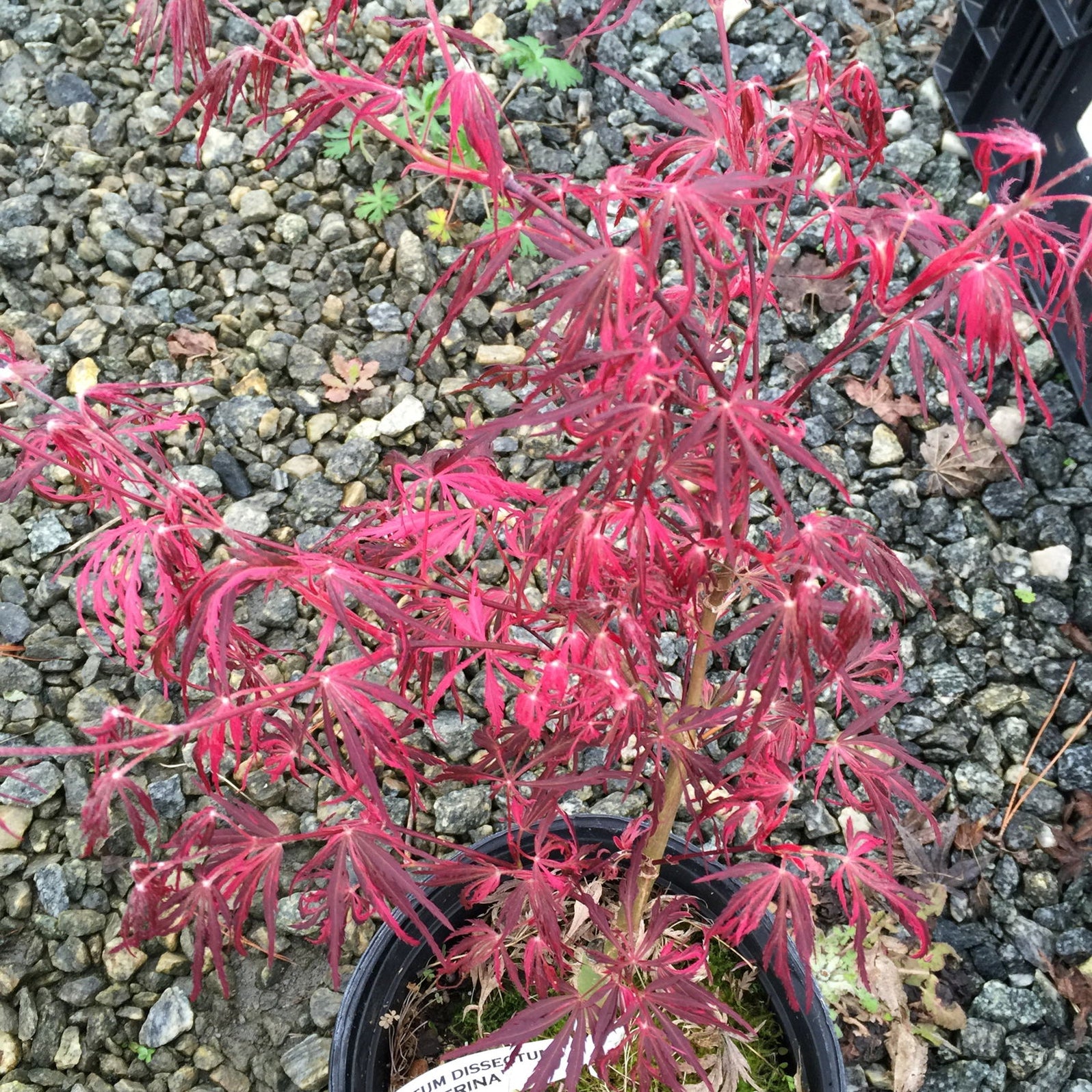 Buy Acer palmatum 'Pink Ballerina' Japanese Maple — Mr Maple │ Buy ...