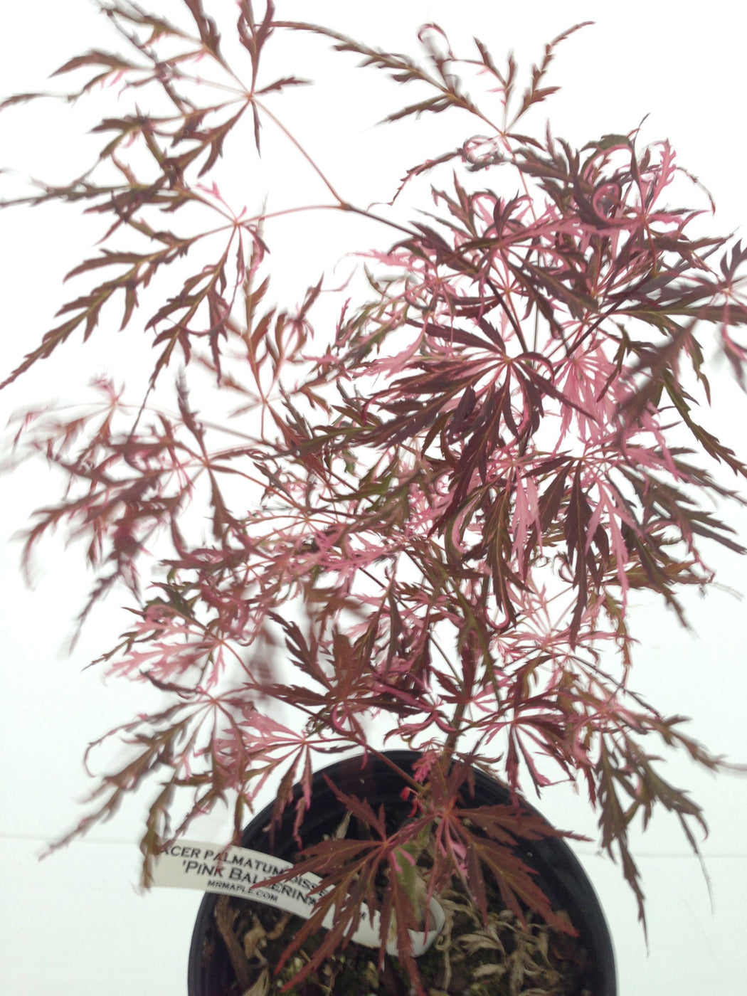 Buy Acer palmatum 'Pink Ballerina' Japanese Maple — Mr Maple │ Buy ...