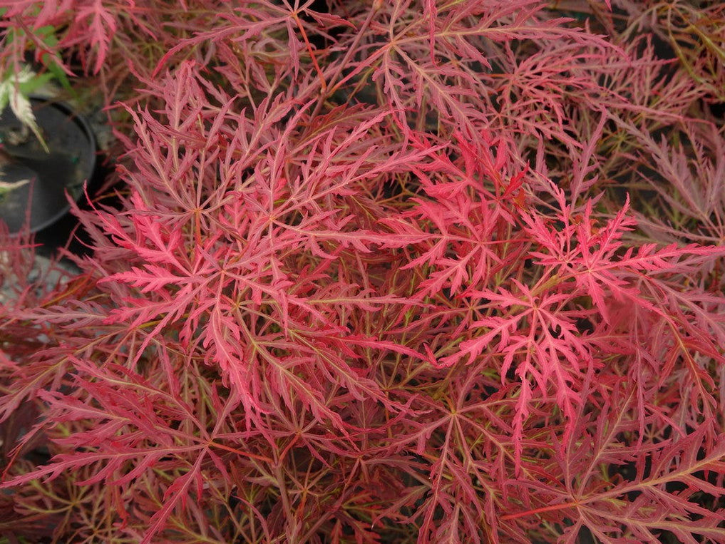 Buy Acer palmatum 'Pink Filigree' Weeping Japanese Maple — Mr Maple ...