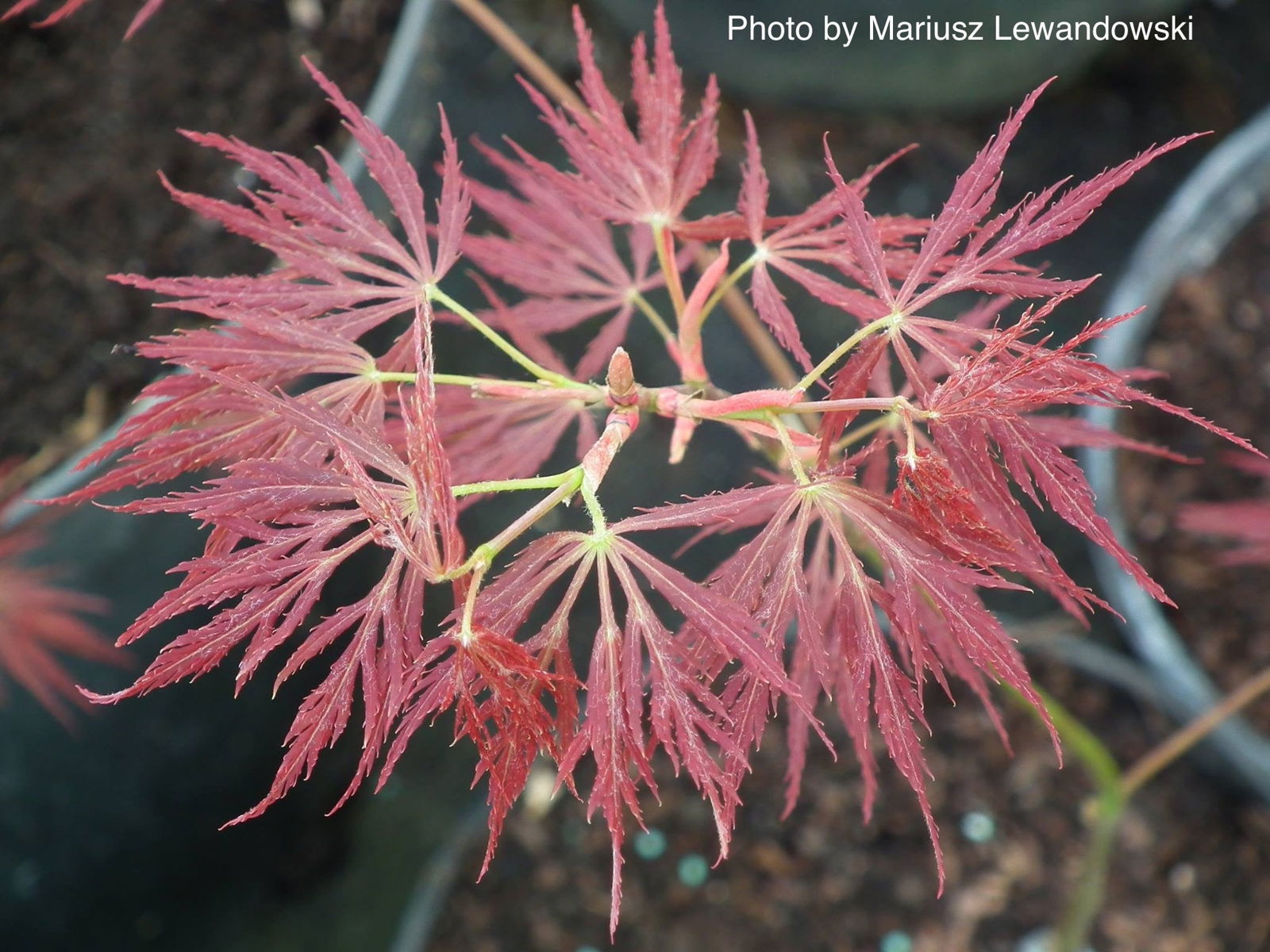 Buy Acer palmatum 'Pink Filigree' Weeping Japanese Maple — Mr Maple ...