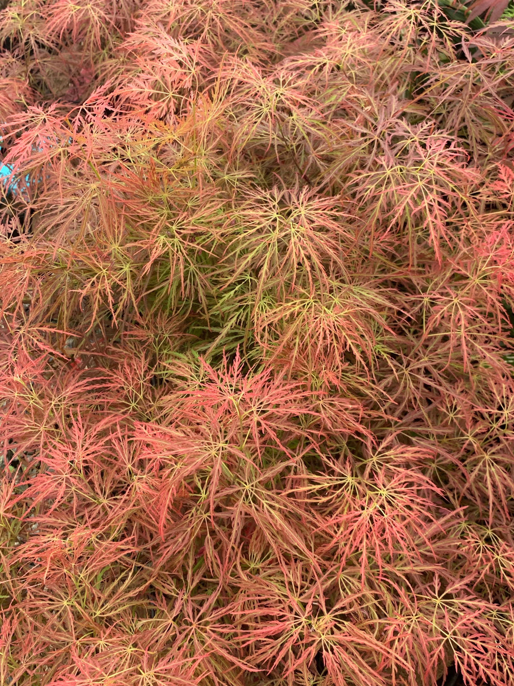 Buy Acer palmatum 'Pink Filigree' Weeping Japanese Maple — Mr Maple ...