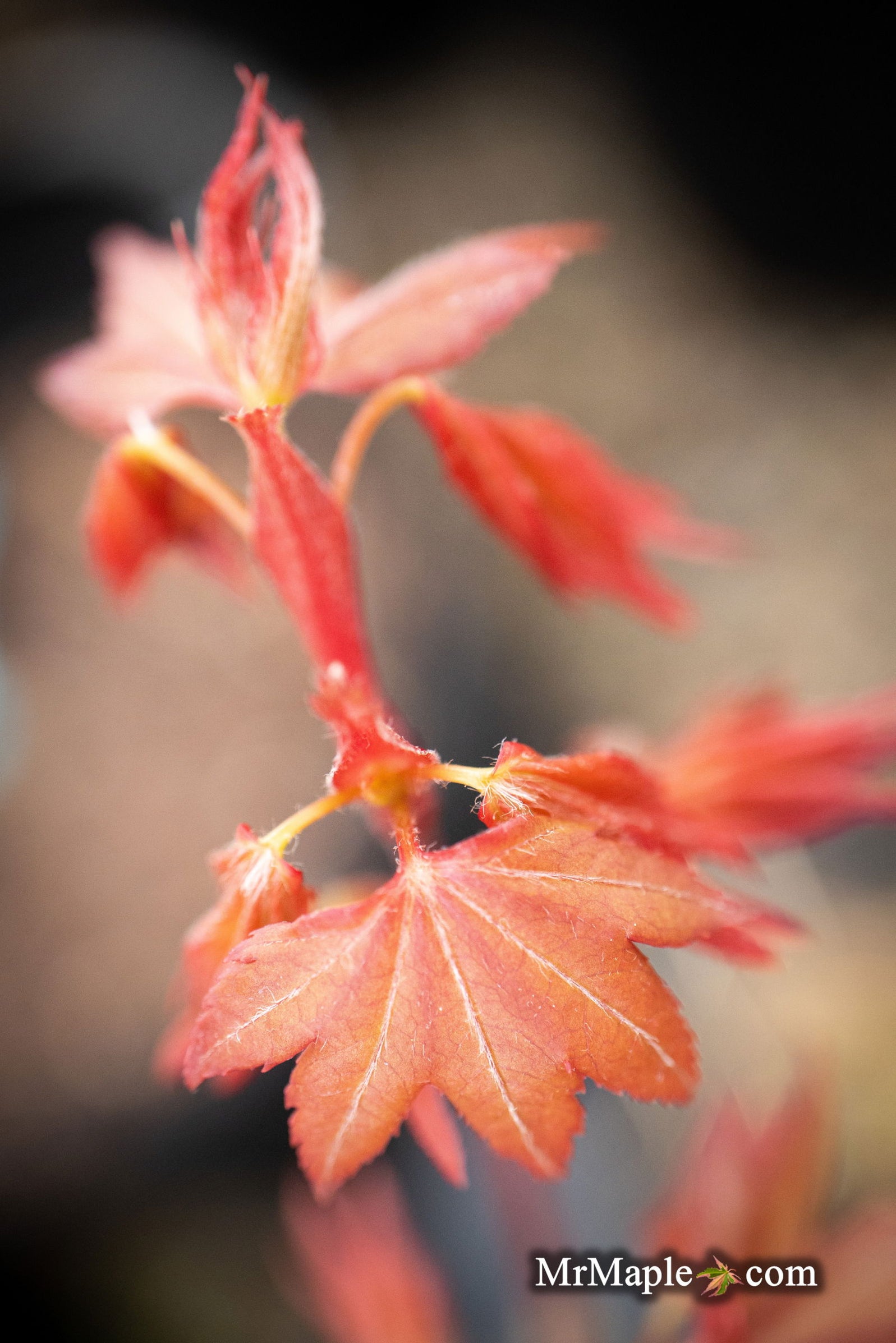 Buy Acer palmatum 'Pink Panther' Japanese Maple — Mr Maple │ Buy ...