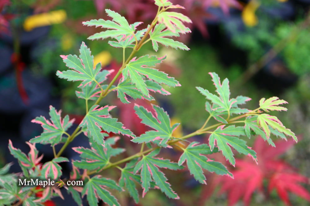 Buy Acer palmatum 'Pink Princesss' Dwarf Variegated Japanese Maple — Mr ...