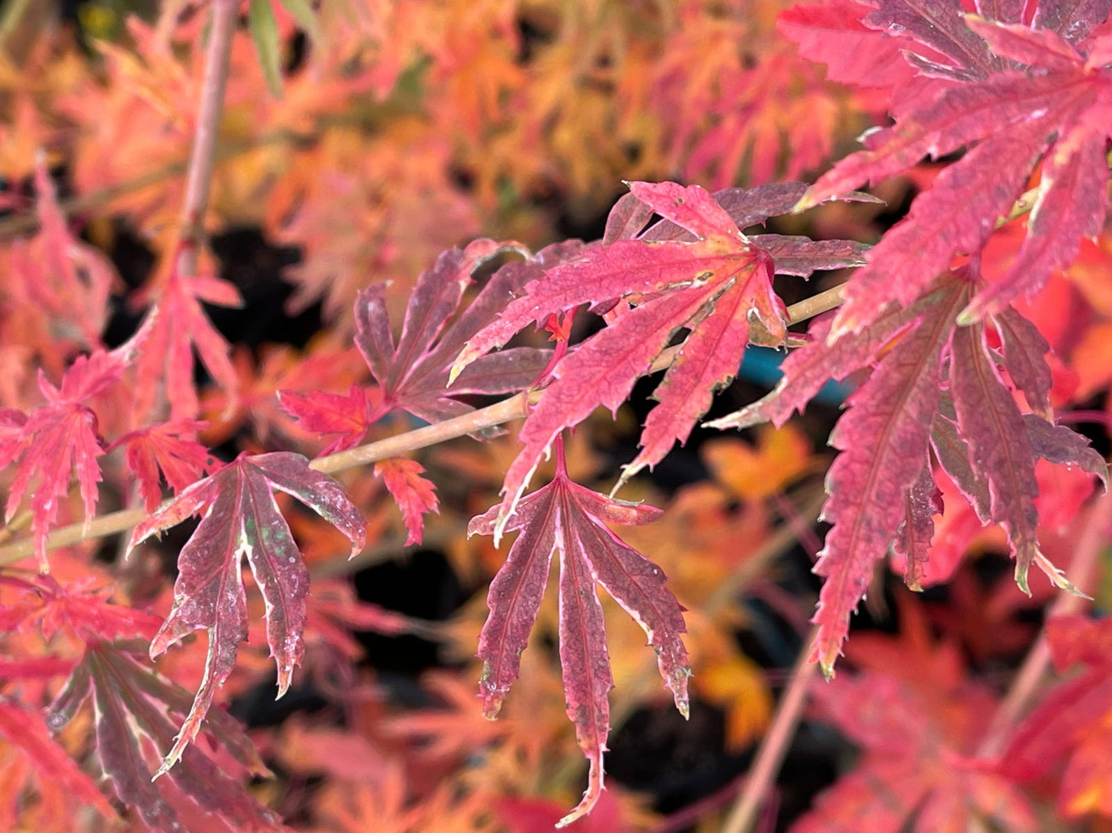 Buy Acer palmatum 'Pink Princesss' Dwarf Variegated Japanese Maple — Mr ...