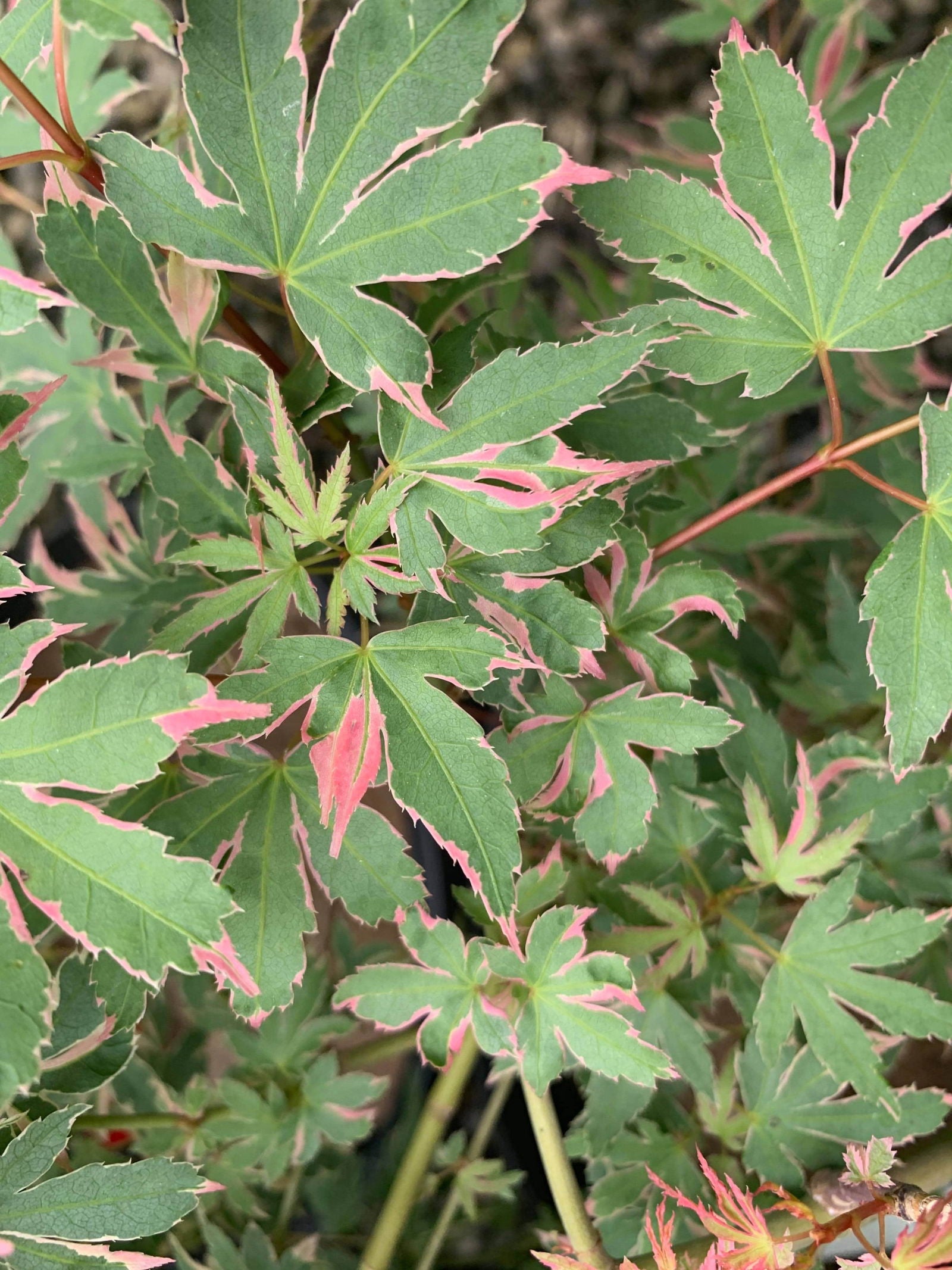 Buy Acer palmatum 'Pink Princesss' Dwarf Variegated Japanese Maple — Mr ...