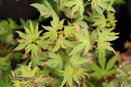 Buy Acer palmatum 'Pink Princesss' Dwarf Variegated Japanese Maple — Mr ...