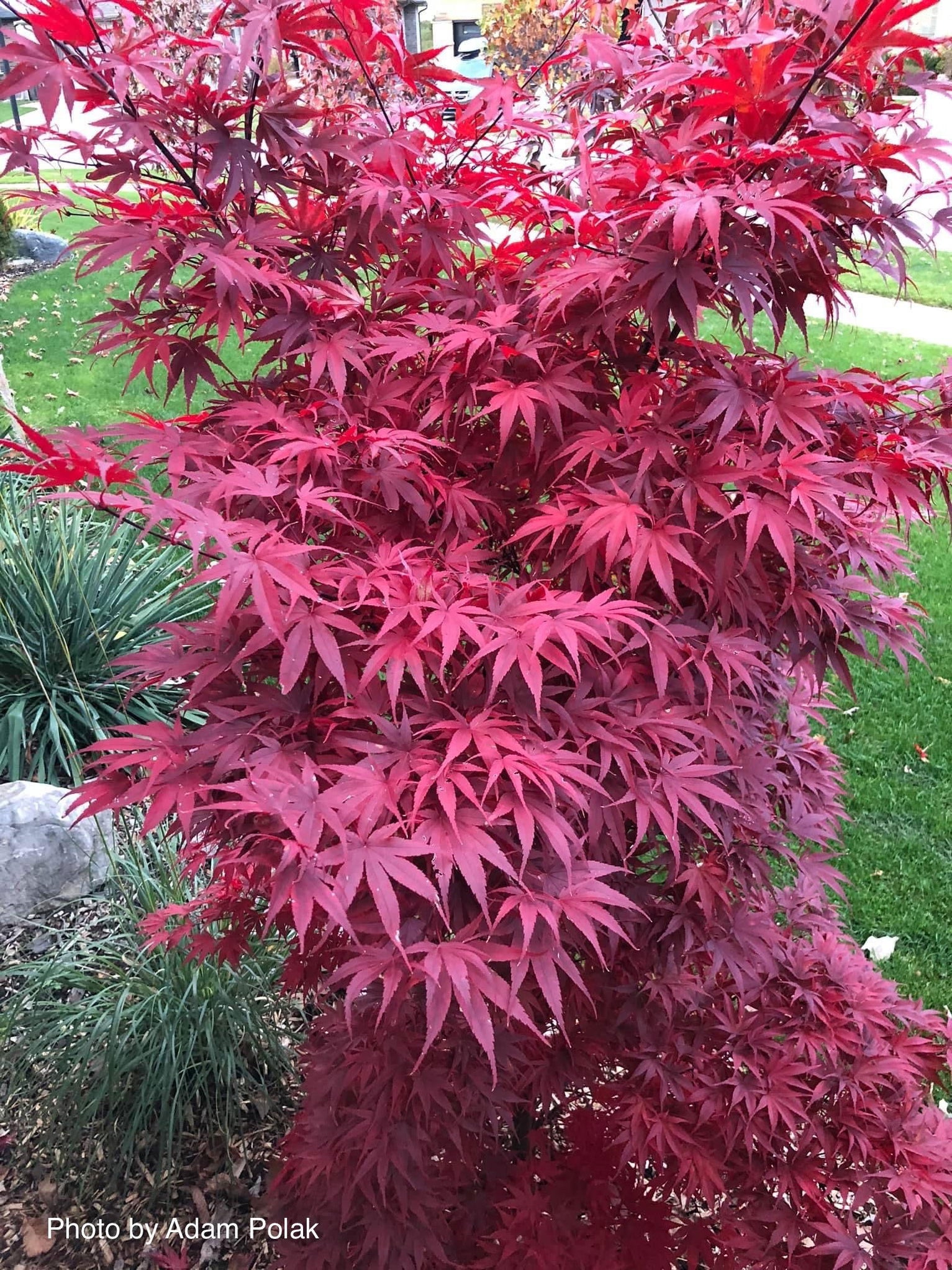Buy Acer palmatum 'Pixie' Japanese Maple — Mr Maple │ Buy Japanese ...