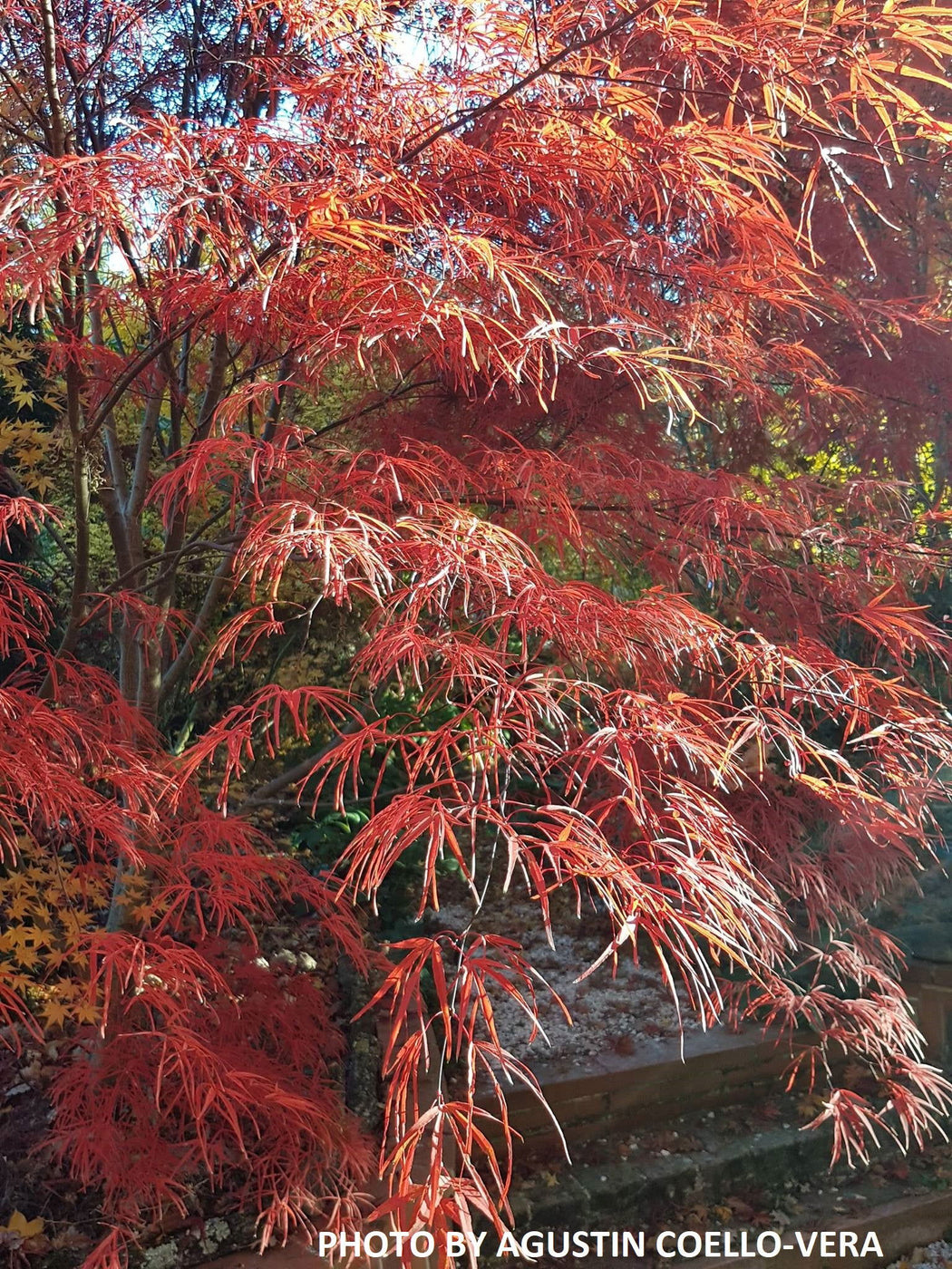 Buy Acer palmatum 'Pung kil' Japanese Maple — Mr Maple │ Buy Japanese ...