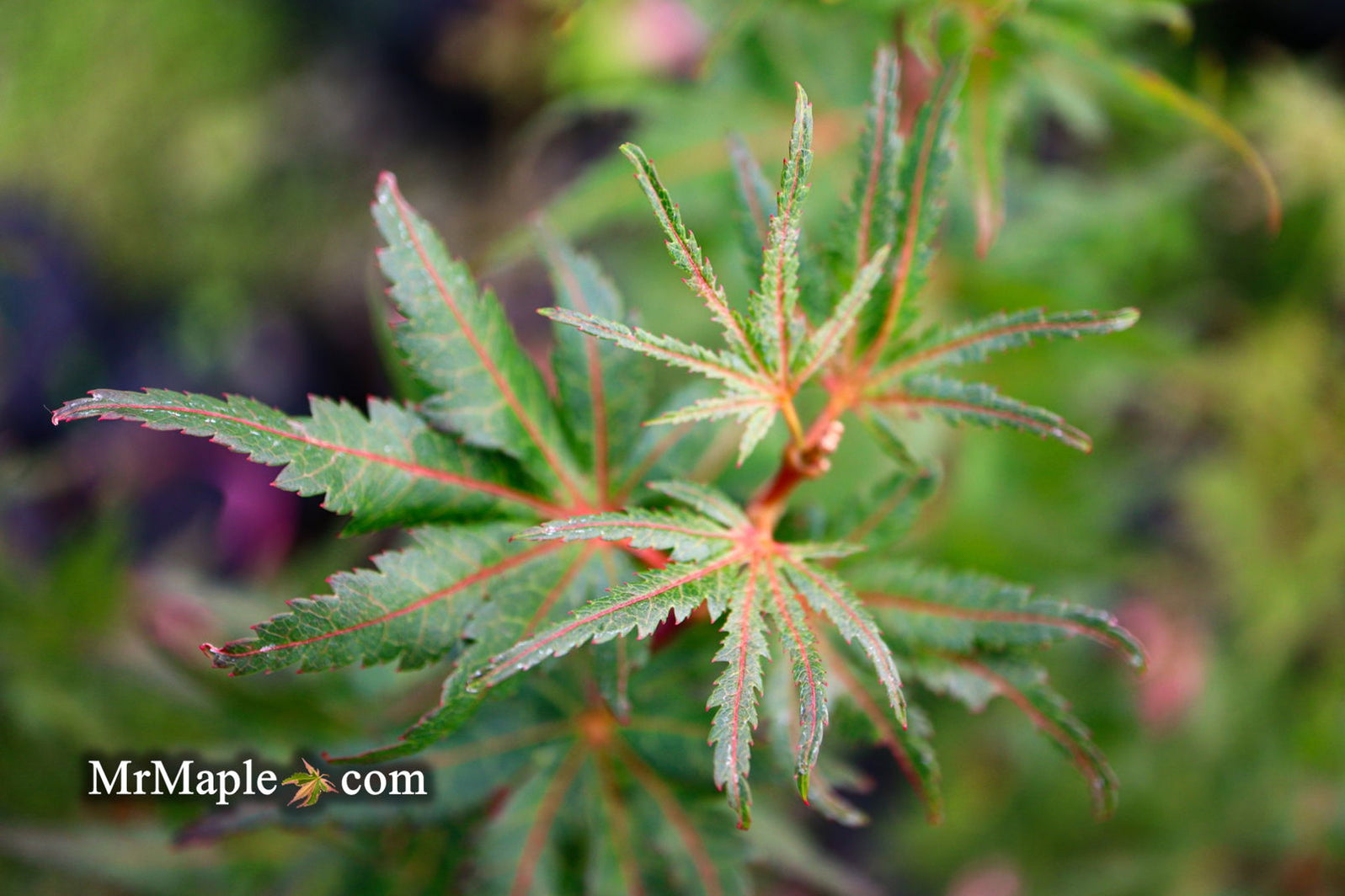 Buy Acer palmatum 'Purple Crunch' Dwarf Japanese Maple — Mr Maple │ Buy ...