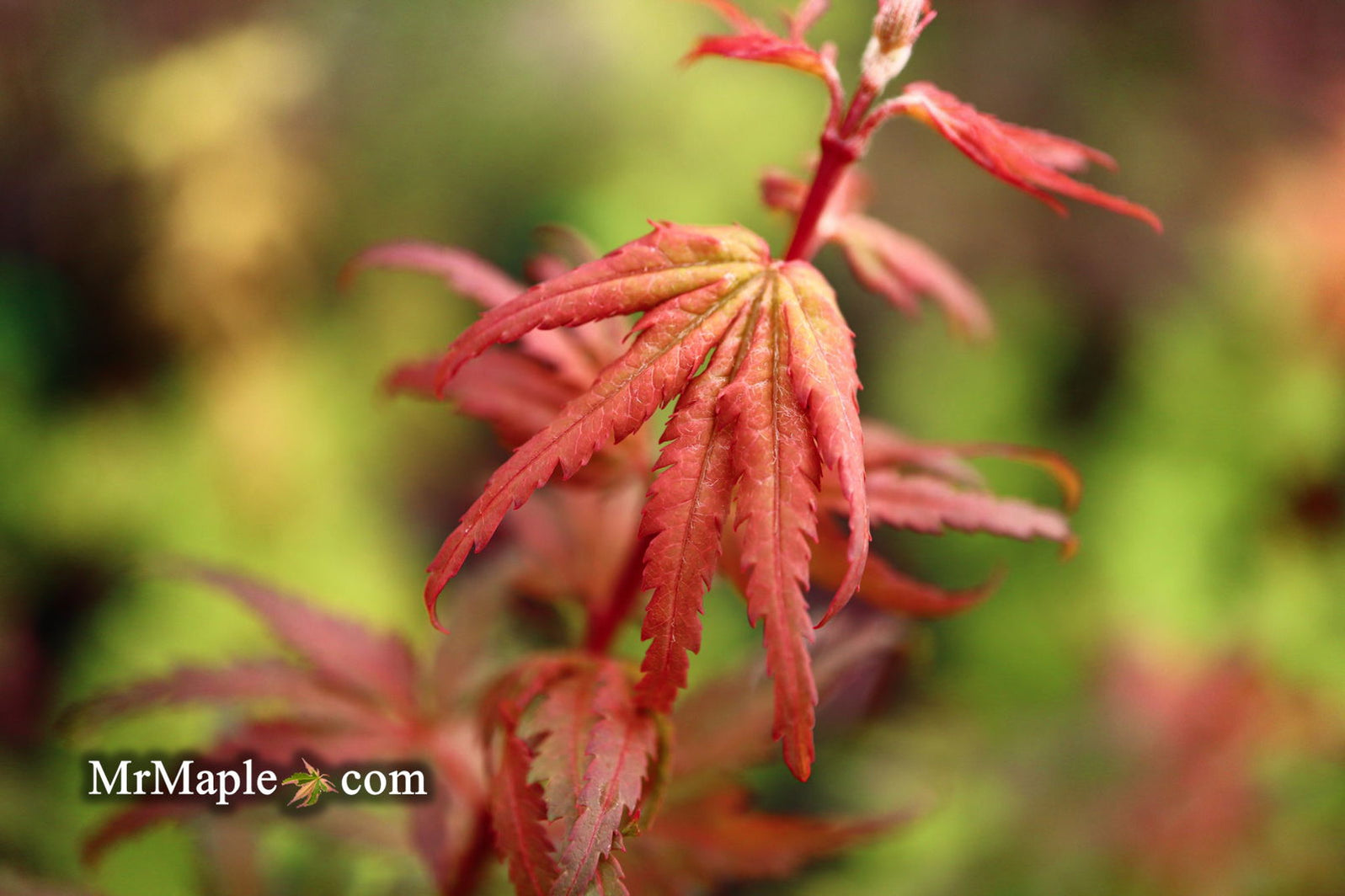 Buy Acer palmatum 'Purple Crunch' Dwarf Japanese Maple — Mr Maple │ Buy ...