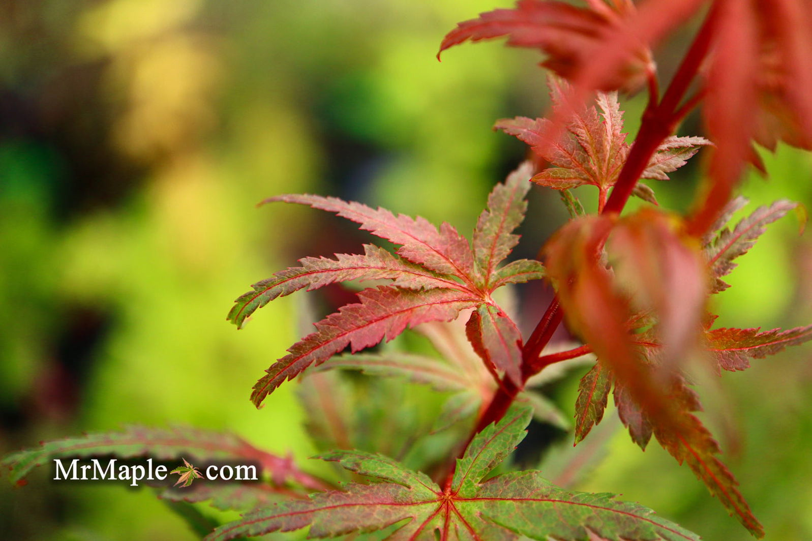 Buy Acer palmatum 'Purple Crunch' Dwarf Japanese Maple — Mr Maple │ Buy ...
