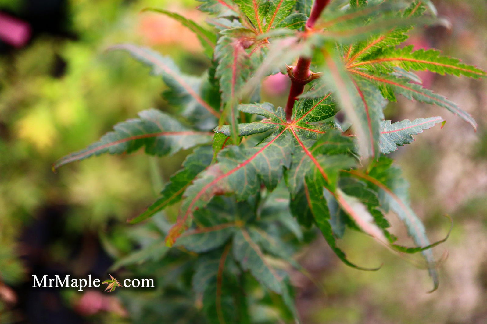 Buy Acer palmatum 'Purple Crunch' Dwarf Japanese Maple — Mr Maple │ Buy ...
