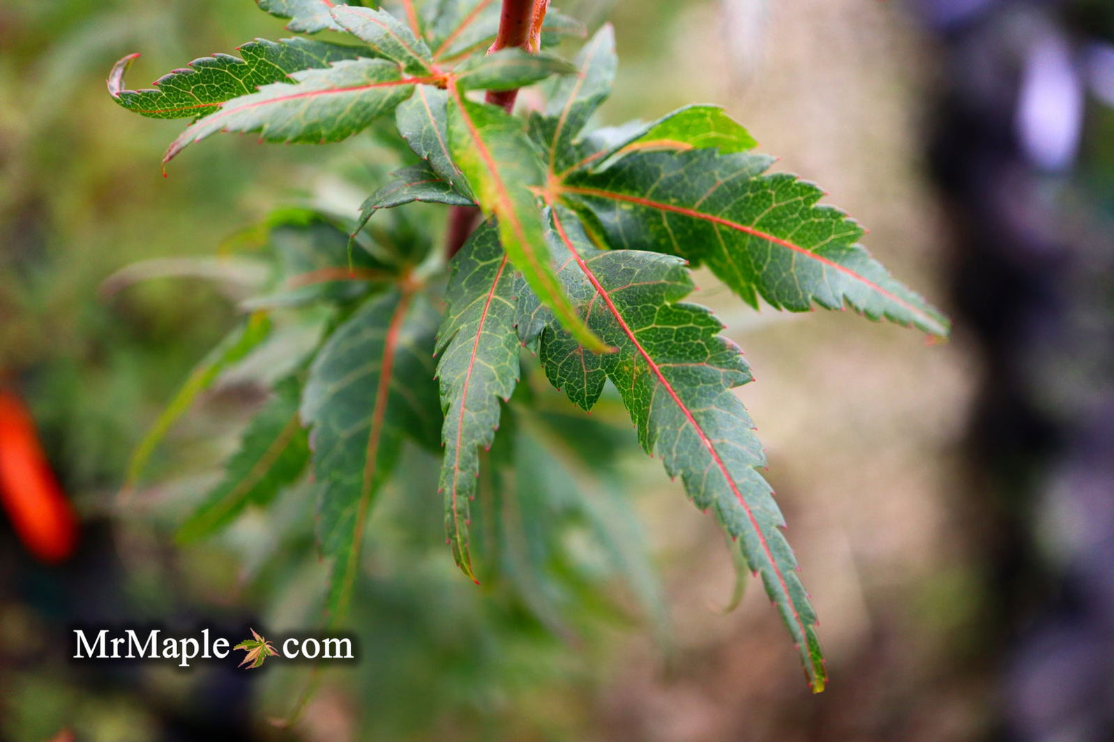 Buy Acer palmatum 'Purple Crunch' Dwarf Japanese Maple — Mr Maple │ Buy ...