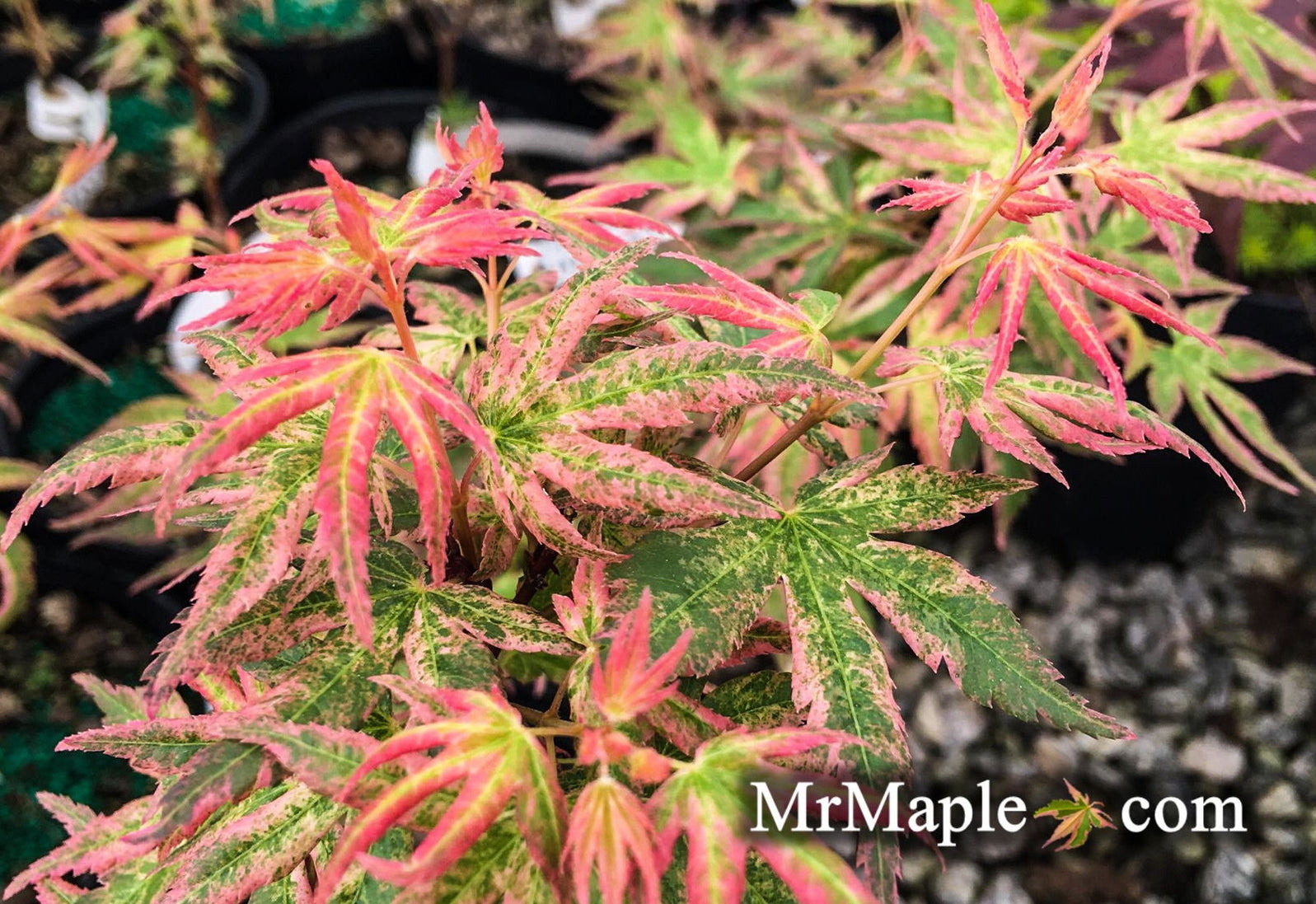 MrMaple 10 New Trees @ 10am on Tuesday — Mr Maple │ Buy Japanese Maple ...