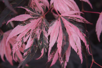 Buy Acer palmatum 'Rainbow' Pink Variegated Red Japanese Maple — Mr ...