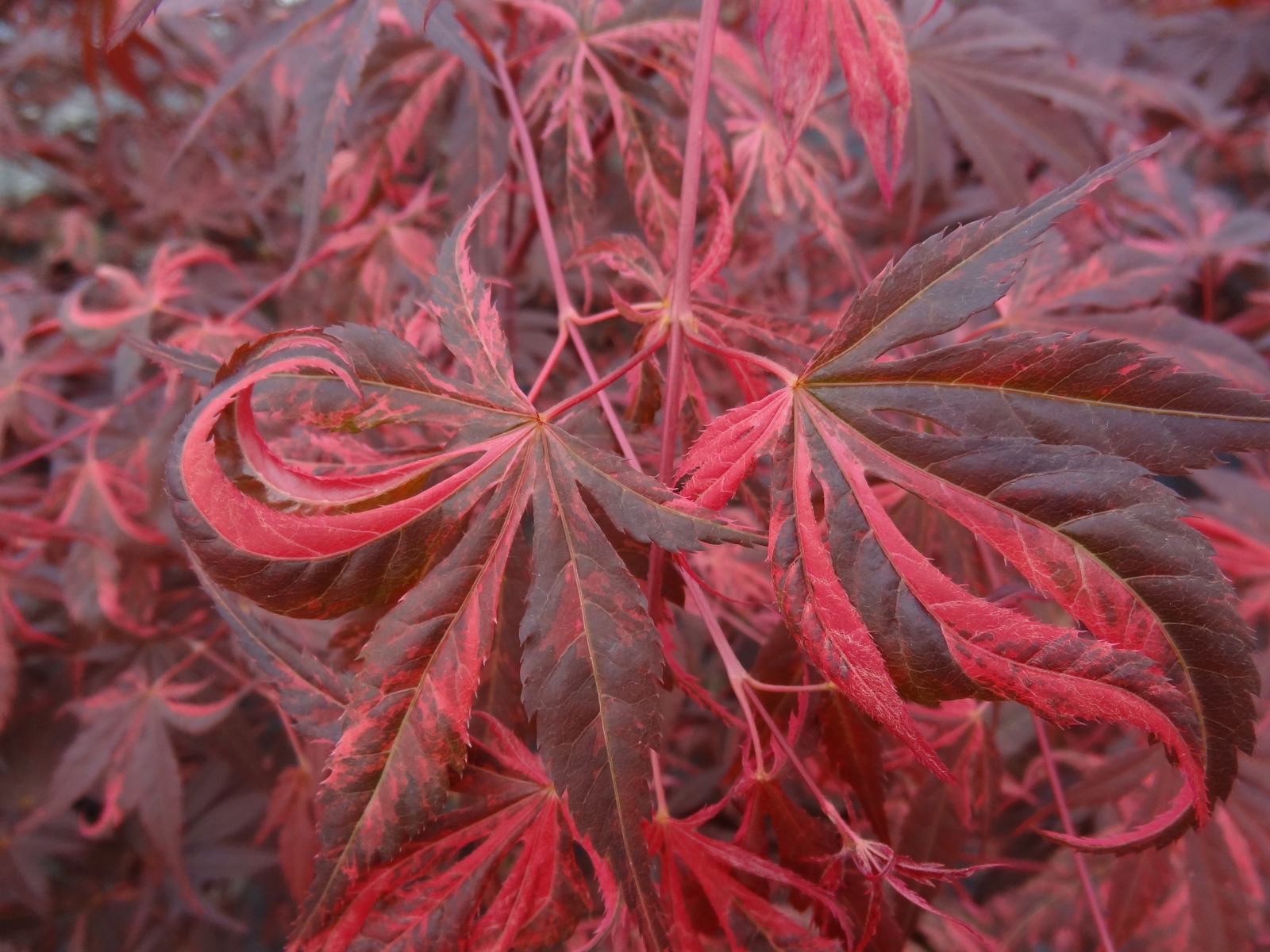 Buy Acer palmatum 'Rainbow' Pink Variegated Red Japanese Maple — Mr ...