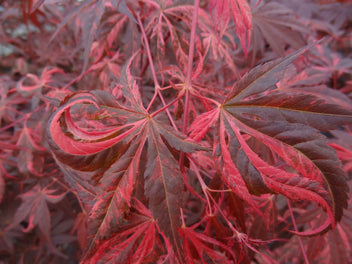 Buy Acer palmatum 'Rainbow' Pink Variegated Red Japanese Maple — Mr ...
