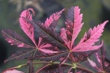 Buy Acer palmatum 'Rainbow' Pink Variegated Red Japanese Maple — Mr ...