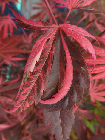 Buy Acer palmatum 'Rainbow' Pink Variegated Red Japanese Maple — Mr ...