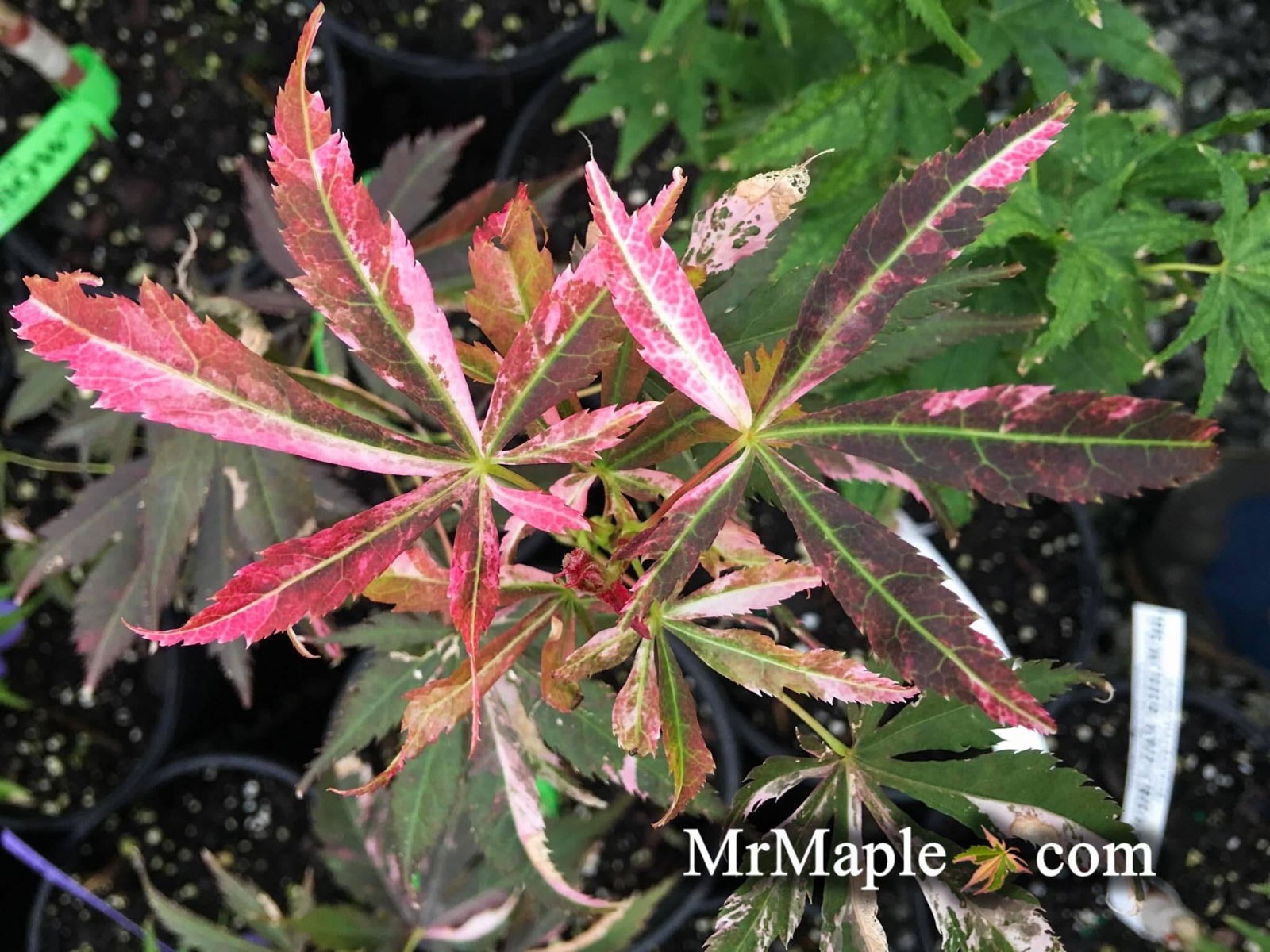 Buy Acer palmatum 'Rainbow' Pink Variegated Red Japanese Maple — Mr ...