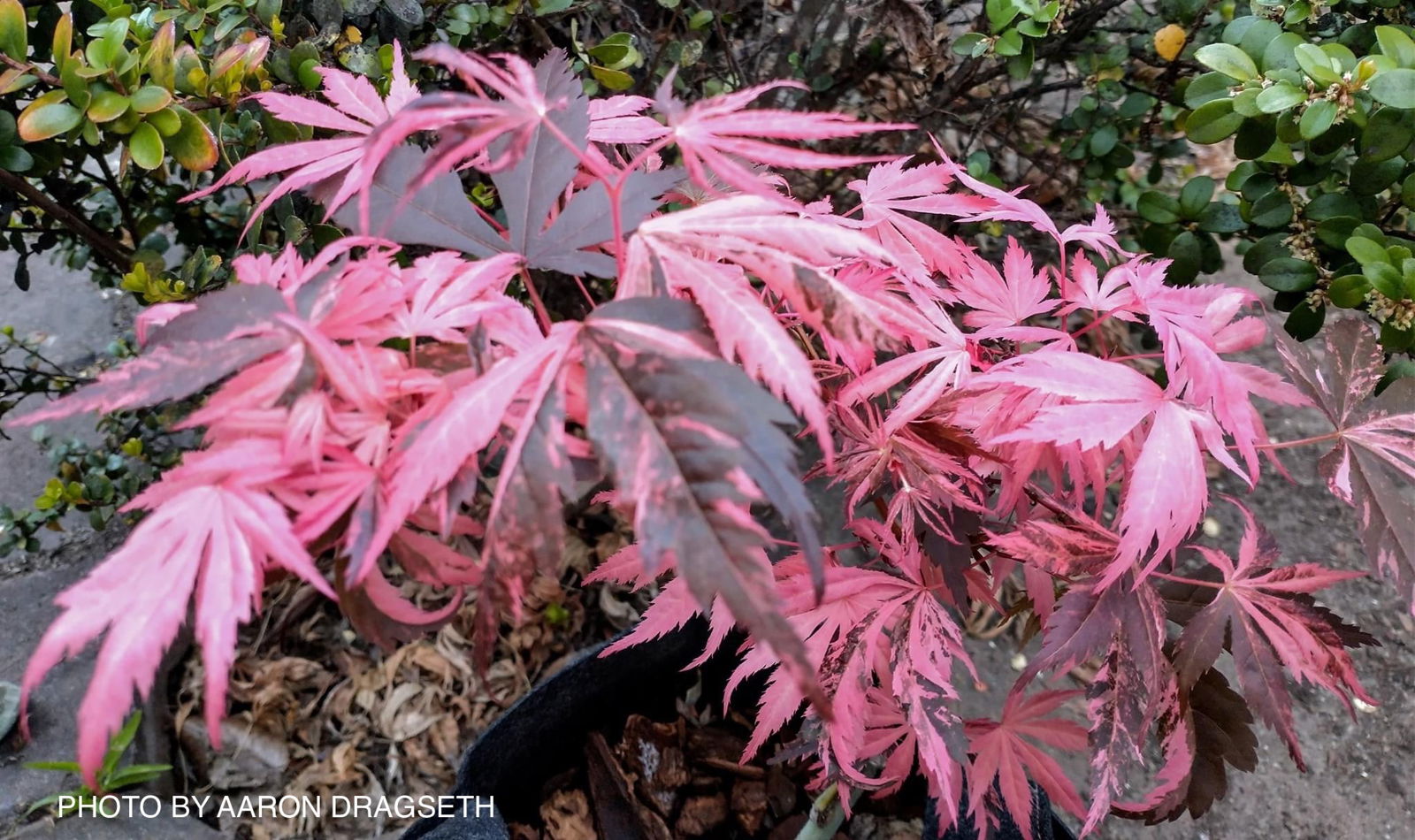 Buy Acer palmatum 'Rainbow' Pink Variegated Red Japanese Maple — Mr ...
