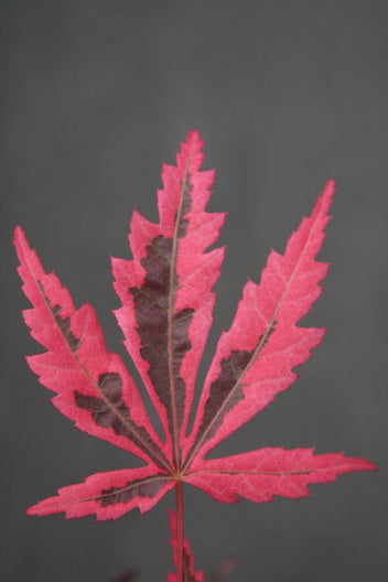 Buy Acer palmatum 'Rainbow' Pink Variegated Red Japanese Maple — Mr ...