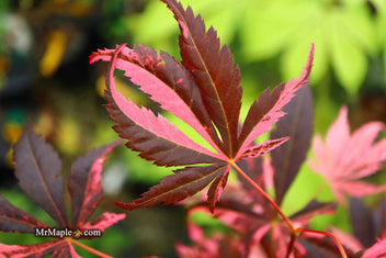 Buy Acer palmatum 'Rainbow' Pink Variegated Red Japanese Maple — Mr ...