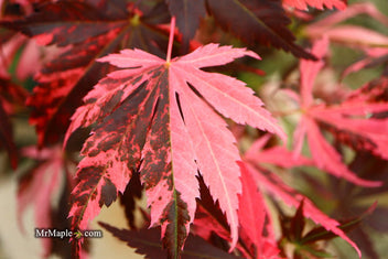 Buy Acer palmatum 'Rainbow' Pink Variegated Red Japanese Maple — Mr ...