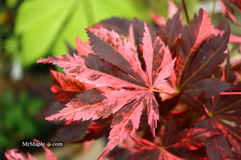 Buy Acer palmatum 'Rainbow' Pink Variegated Red Japanese Maple — Mr ...