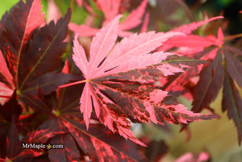 Buy Acer palmatum 'Rainbow' Pink Variegated Red Japanese Maple — Mr ...
