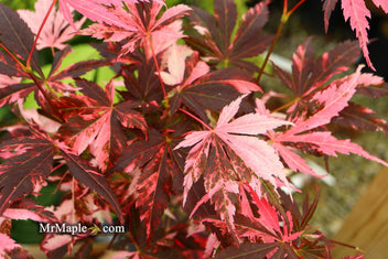 Buy Acer palmatum 'Rainbow' Pink Variegated Red Japanese Maple — Mr ...