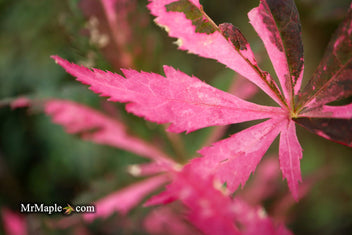 Buy Acer palmatum 'Rainbow' Pink Variegated Red Japanese Maple — Mr ...
