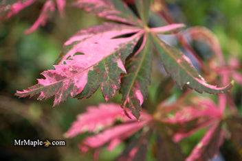 Buy Acer palmatum 'Rainbow' Pink Variegated Red Japanese Maple — Mr ...