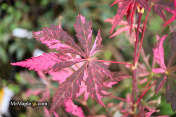 Buy Acer palmatum 'Rainbow' Pink Variegated Red Japanese Maple — Mr ...