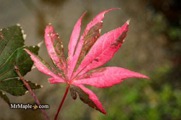 Buy Acer palmatum 'Rainbow' Pink Variegated Red Japanese Maple — Mr ...