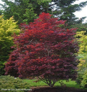 Buy Acer palmatum 'Red Baron' Japanese Maple — Mr Maple │ Buy Japanese ...