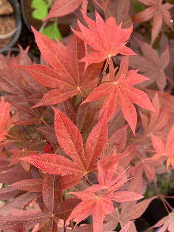 Buy Acer palmatum 'Red Baron' Japanese Maple — Mr Maple │ Buy Japanese ...