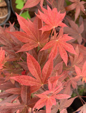 Buy Acer palmatum 'Red Baron' Japanese Maple — Mr Maple │ Buy Japanese ...