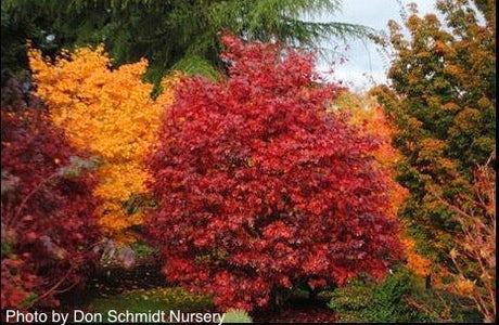 Buy Acer palmatum 'Red Baron' Japanese Maple — Mr Maple │ Buy Japanese ...