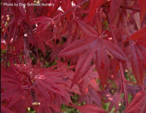 Buy Acer palmatum 'Red Baron' Japanese Maple — Mr Maple │ Buy Japanese ...