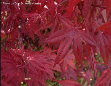 Buy Acer palmatum 'Red Baron' Japanese Maple — Mr Maple │ Buy Japanese ...