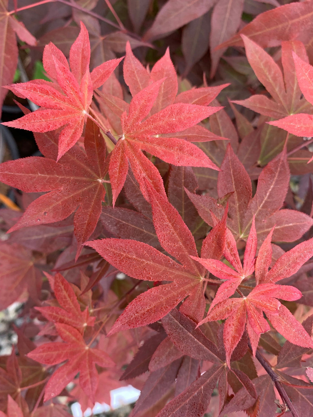 Buy Acer palmatum 'Red Baron' Japanese Maple — Mr Maple │ Buy Japanese ...