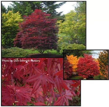 Buy Acer palmatum 'Red Baron' Japanese Maple — Mr Maple │ Buy Japanese ...
